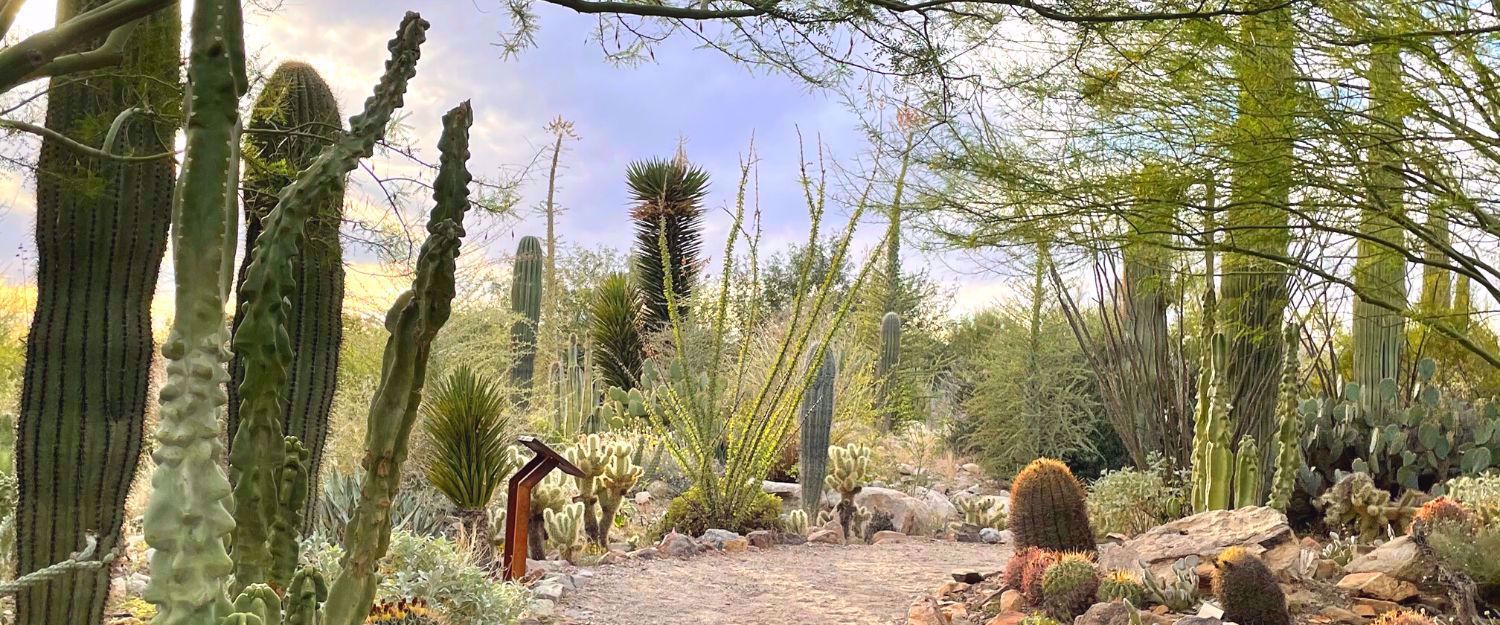Arizona Sonoran Desert Ranch Retreat