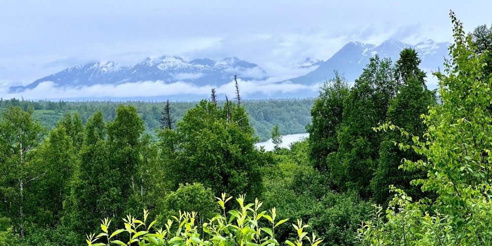 Discover the Beauty of United State's Forests