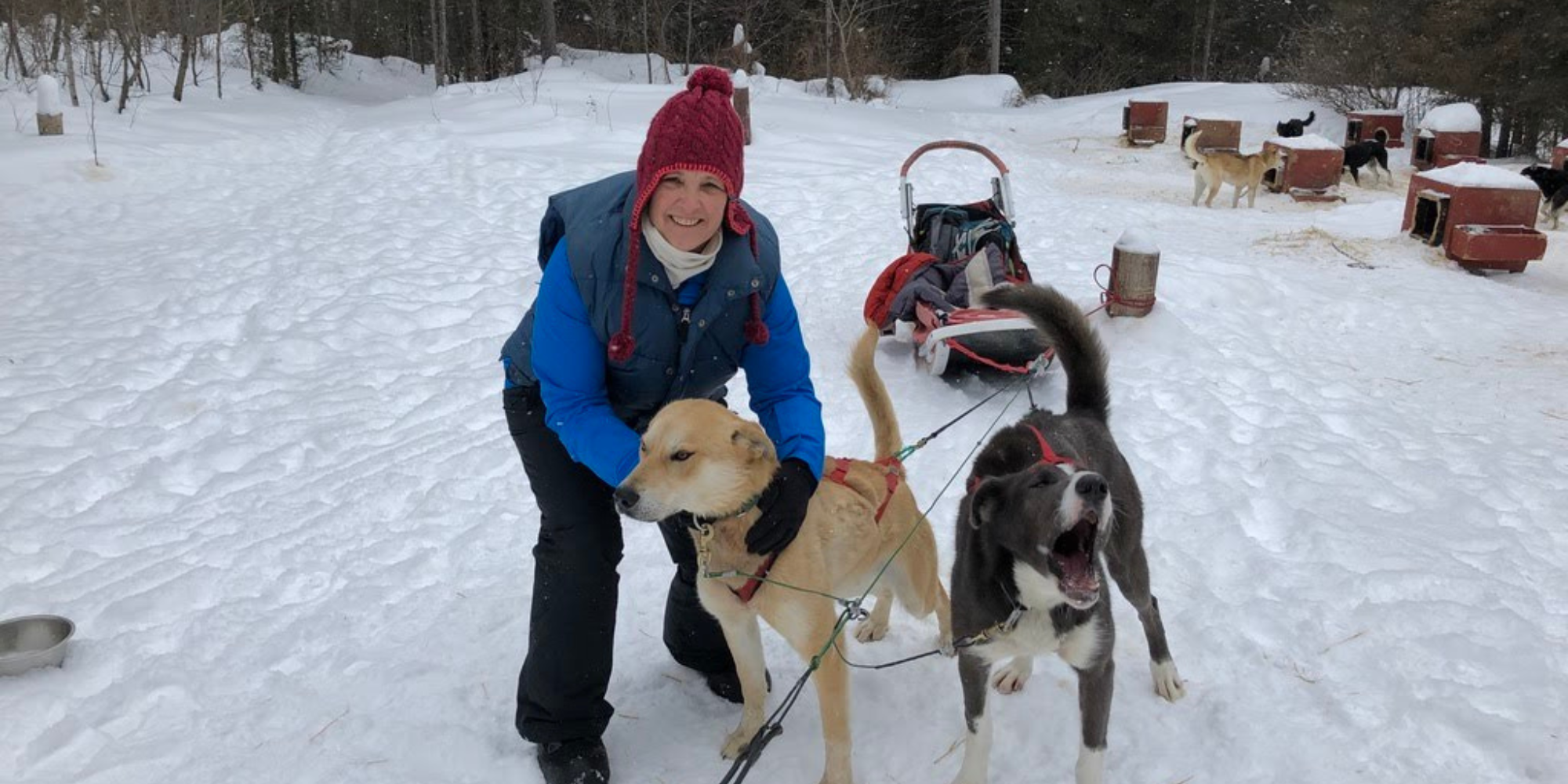 Dog Sledding Adventures: History, How It Works, and Why You’ll Love It