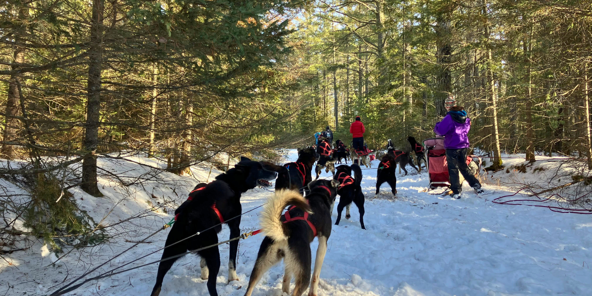 Dog Sledding Adventures: History, How It Works, and Why You’ll Love It