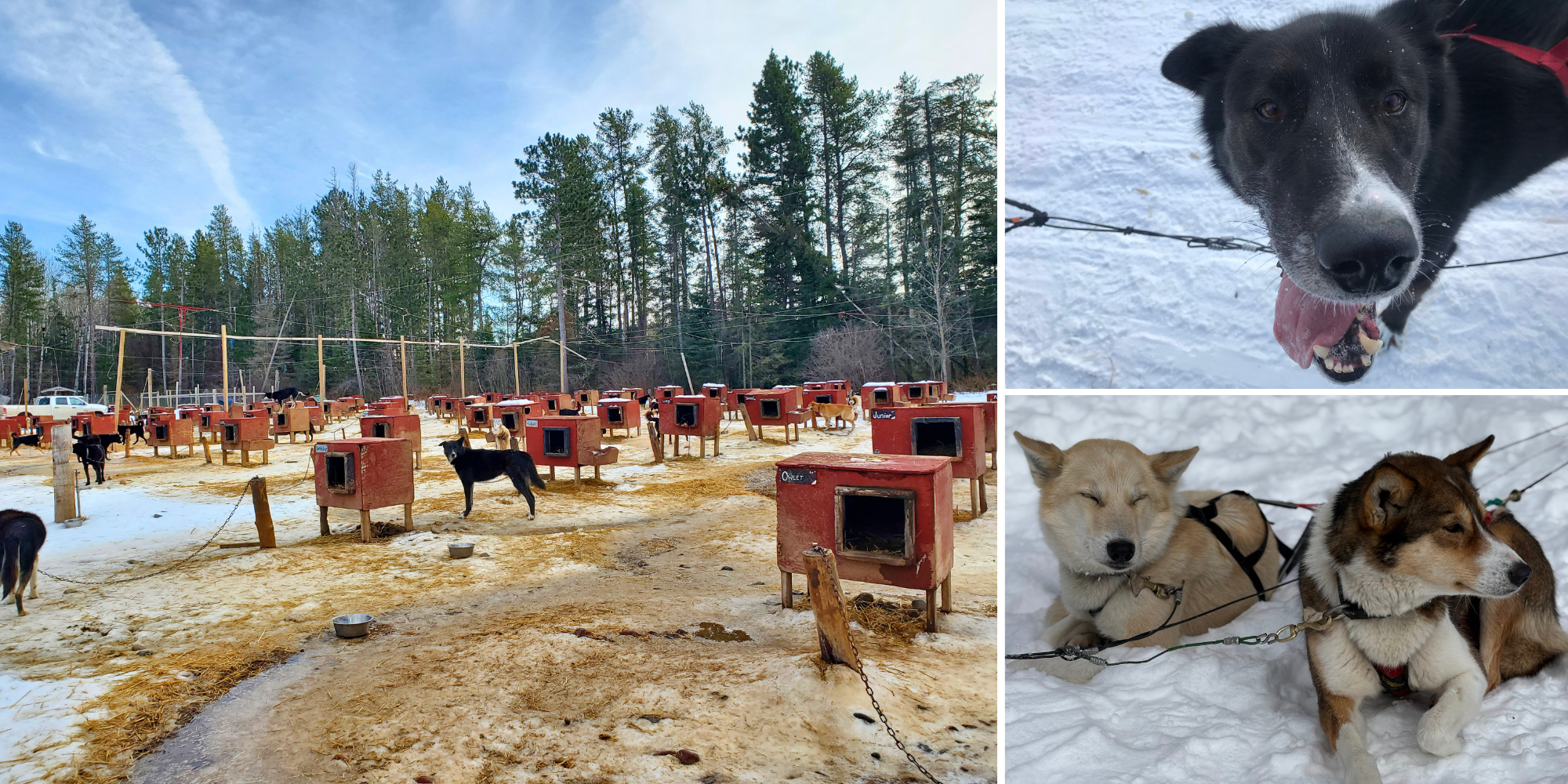Dog Sledding Adventures: History, How It Works, and Why You’ll Love It